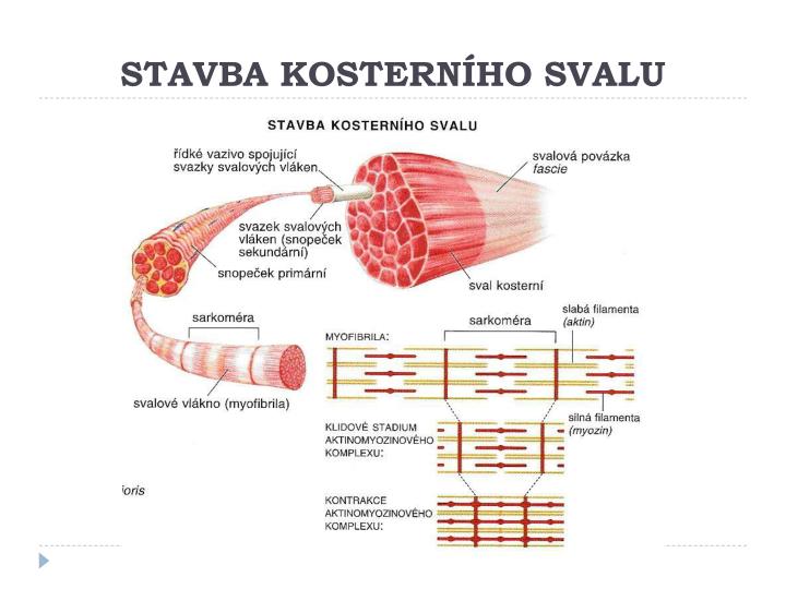 PPT - SVALOVÁ SOUSTAVA PowerPoint Presentation - ID:5062201