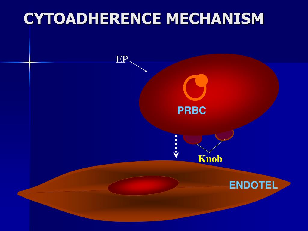 PPT - Diagnosis, Patofisiologi dan Pengobatan Malaria PowerPoint ...