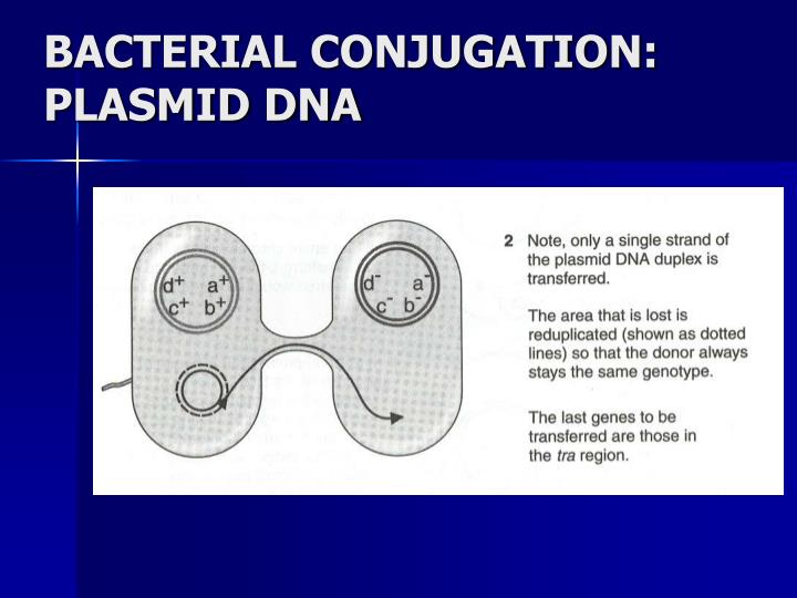 PPT - Fundamentals of Nucleic Acid Biochemistry: DNA PowerPoint ...