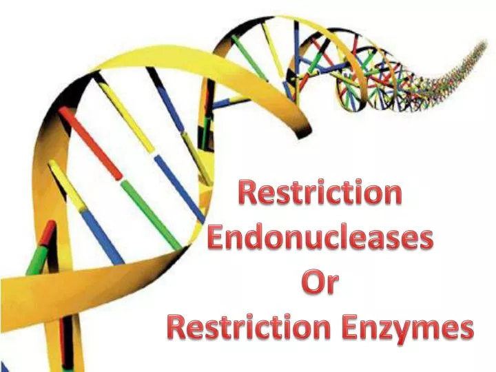PPT - Restriction Endonucleases Or Restriction Enzymes PowerPoint ...
