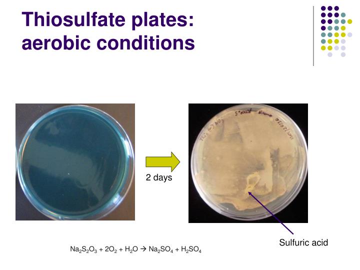 PPT - Colorless Sulfur Bacteria PowerPoint Presentation - ID:5068058