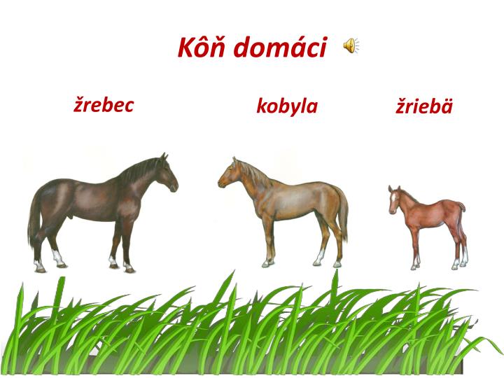 PPT - Domáce zvieratá a ich mláďatá PowerPoint Presentation - ID:5069638