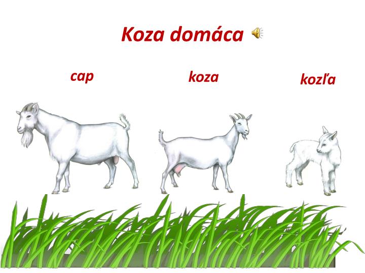 PPT - Domáce zvieratá a ich mláďatá PowerPoint Presentation - ID:5069638