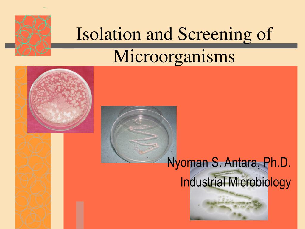 PPT - Isolation and Screening of Microorganisms PowerPoint Presentation ... PPT - Isolation and Screening of Microorganisms PowerPoint Presentation ...