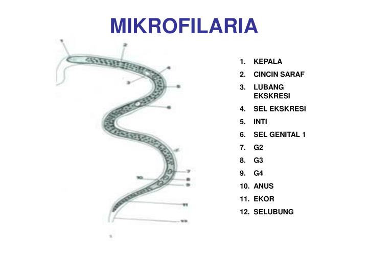 PPT - FILARIA & FILARIASIS PowerPoint Presentation - ID:5076964