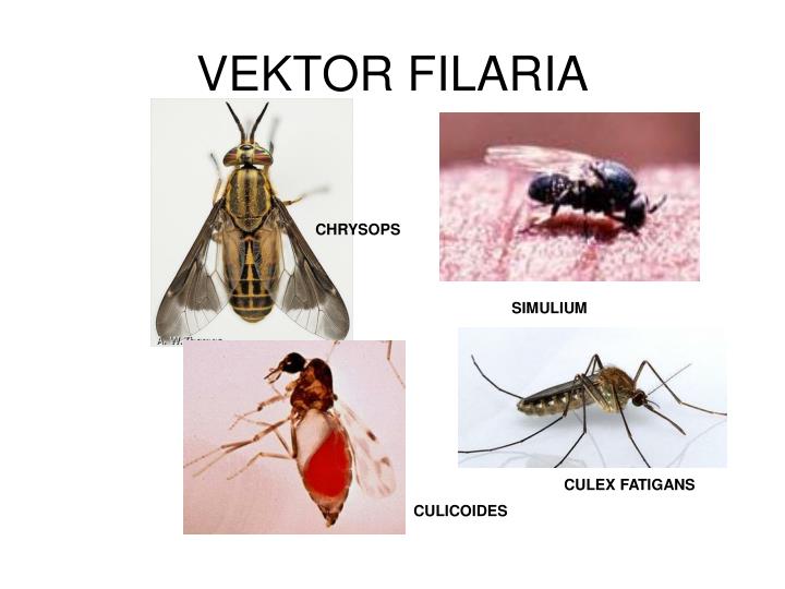 PPT - FILARIA & FILARIASIS PowerPoint Presentation - ID:5076964