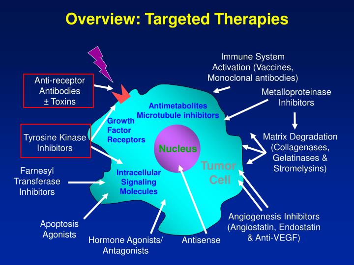 PPT - Targeted Therapy in Head & Neck Cancer Anti-EGFR Treatment ...