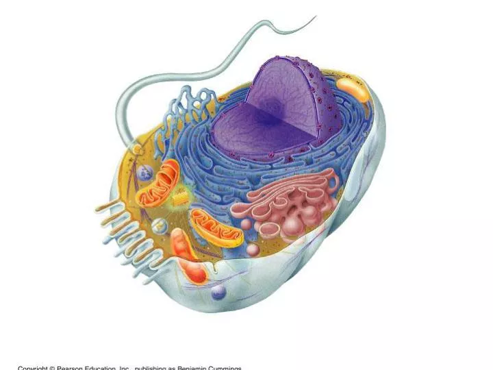 PPT - web.jjay.cuny/~acarpi/NSC/13-cells.htm PowerPoint Presentation ...