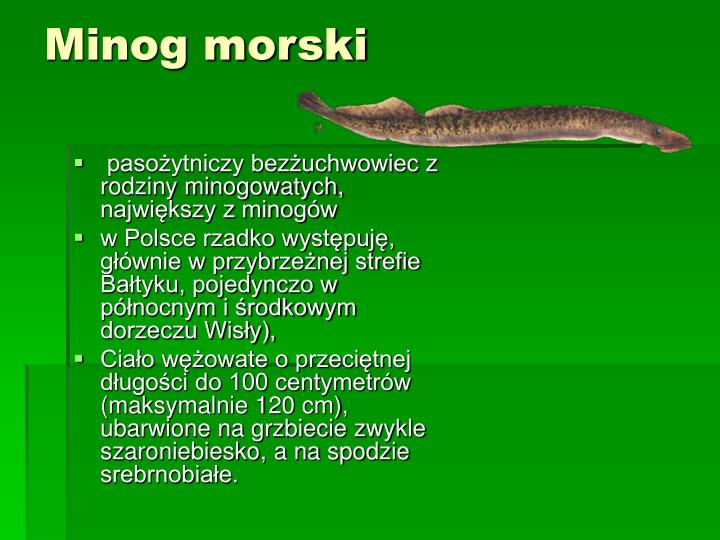 PPT - Ochrona gatunkowa PowerPoint Presentation - ID:5080471