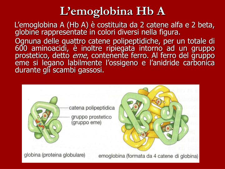 PPT - LA TALASSEMIA PowerPoint Presentation - ID:5082051