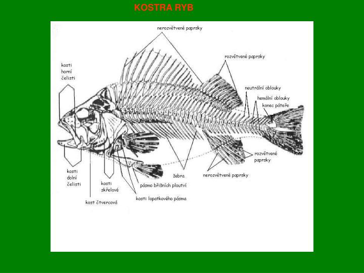 PPT - PREZENTACE – RYBY PowerPoint Presentation - ID:5082453