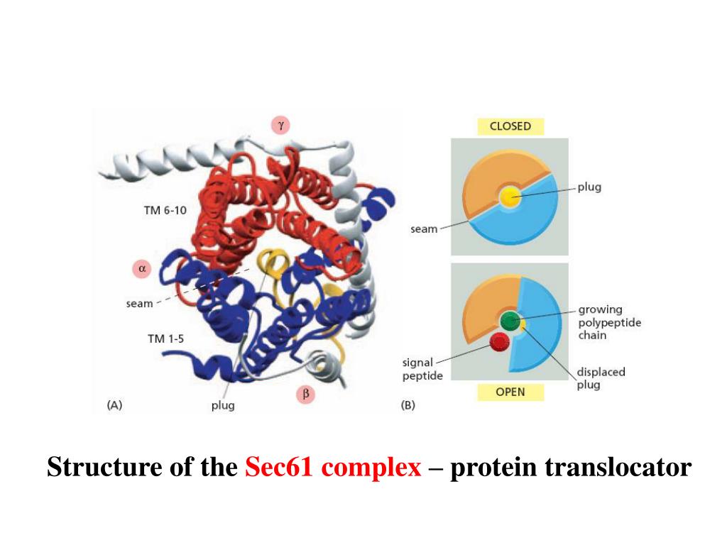 PPT - 联系方式： 18858261209 ； 88208257 zhuow06@gmail 办公地点：医学院科研 B705 ...