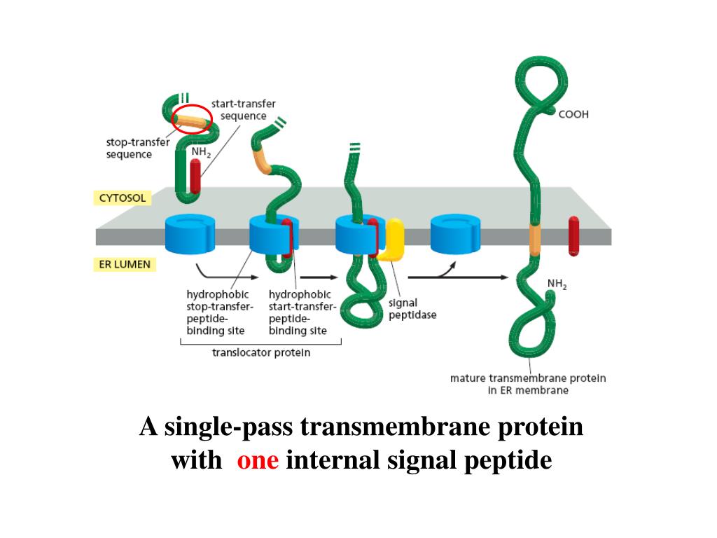 PPT - 联系方式： 18858261209 ； 88208257 zhuow06@gmail 办公地点：医学院科研 B705 ...