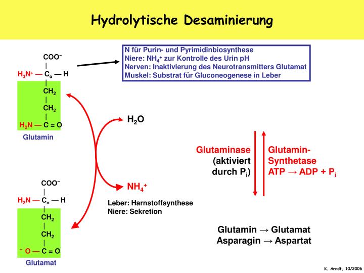 PPT - Stoffwechsel von Aminogruppen PowerPoint Presentation - ID:5083796