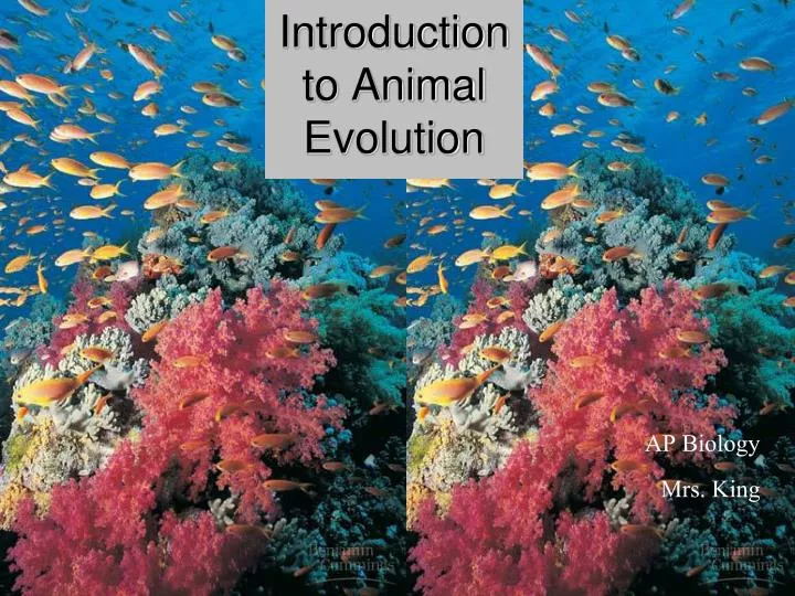 PPT - Introduction to Animal Evolution PowerPoint Presentation, free ...