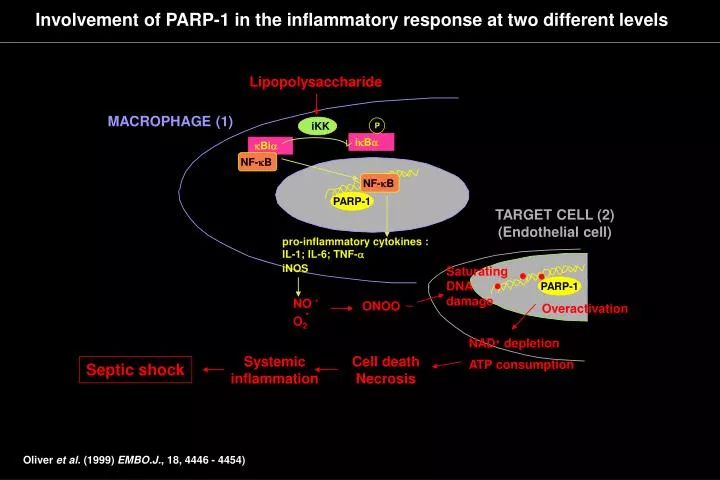 PPT - Involvement of PARP-1 in the inflammatory response at two ...