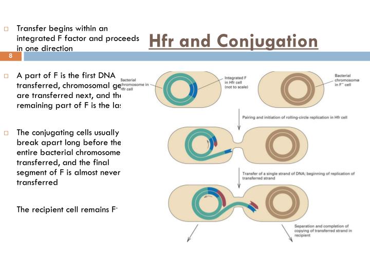 PPT - Bacterial Recombination PowerPoint Presentation - ID:5087174