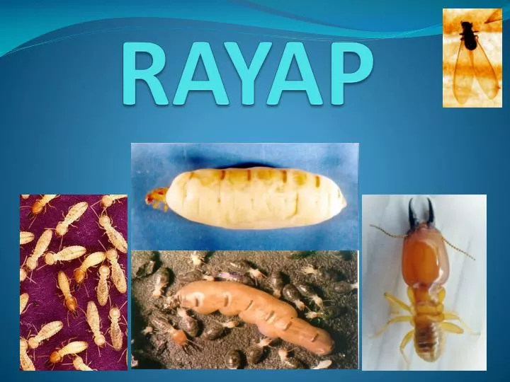 PPT - RAYAP PowerPoint Presentation, free download - ID:5087884