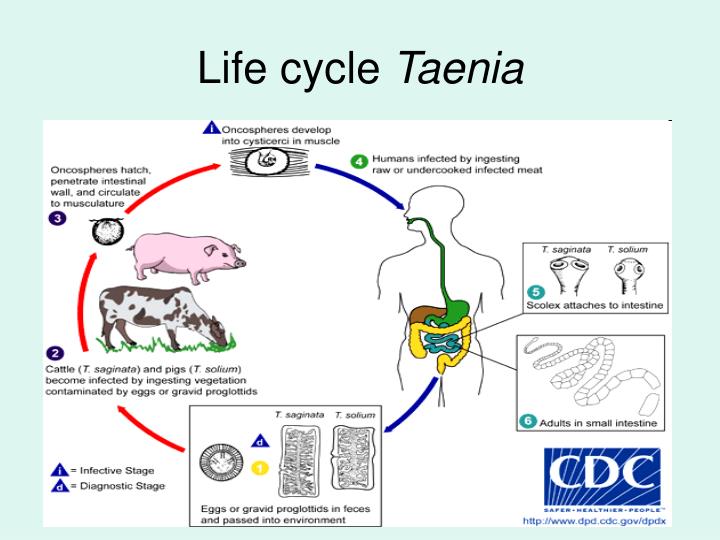 PPT - CESTODA PowerPoint Presentation - ID:5088604