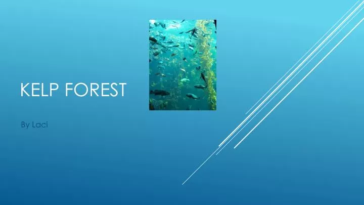 PPT - Kelp Forest PowerPoint Presentation, free download - ID:5090104