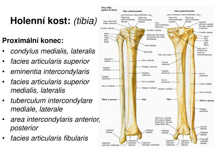 PPT - Obecná nauka o kostech PowerPoint Presentation - ID:5090588