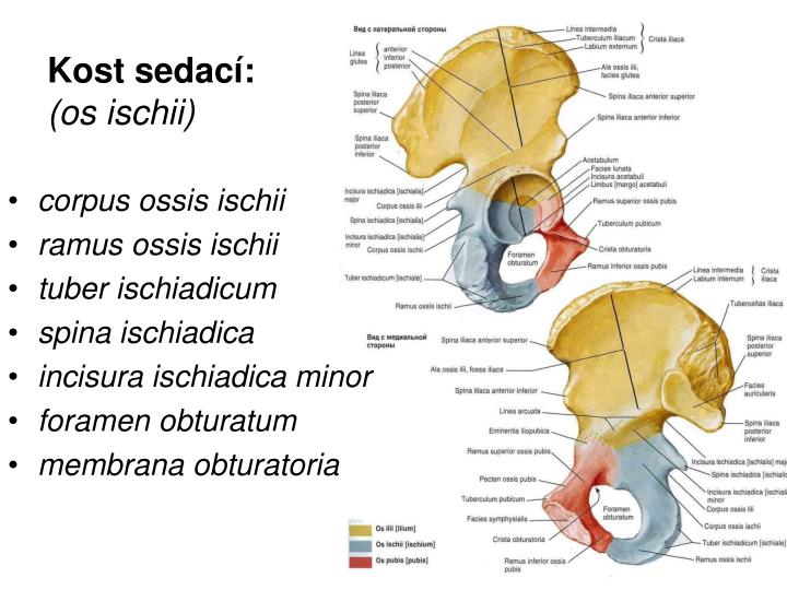 PPT - Obecná nauka o kostech PowerPoint Presentation - ID:5090588
