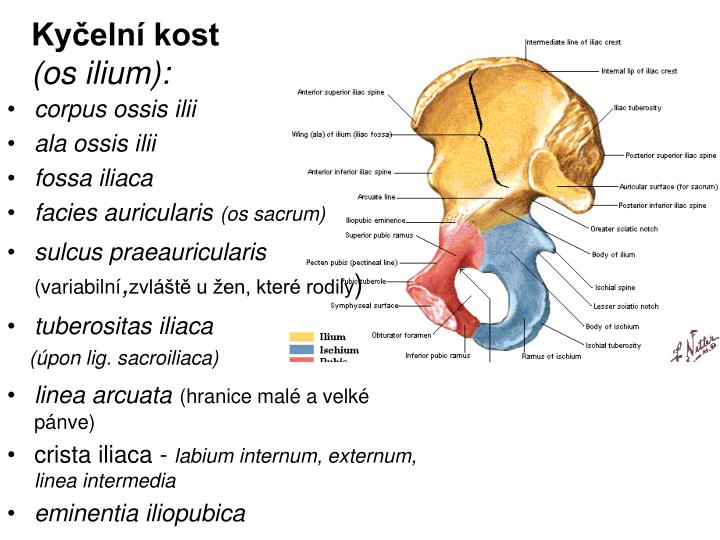 PPT - Obecná nauka o kostech PowerPoint Presentation - ID:5090588