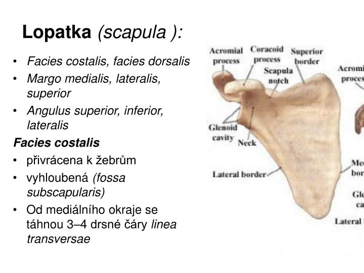 PPT - Obecná nauka o kostech PowerPoint Presentation - ID:5090588
