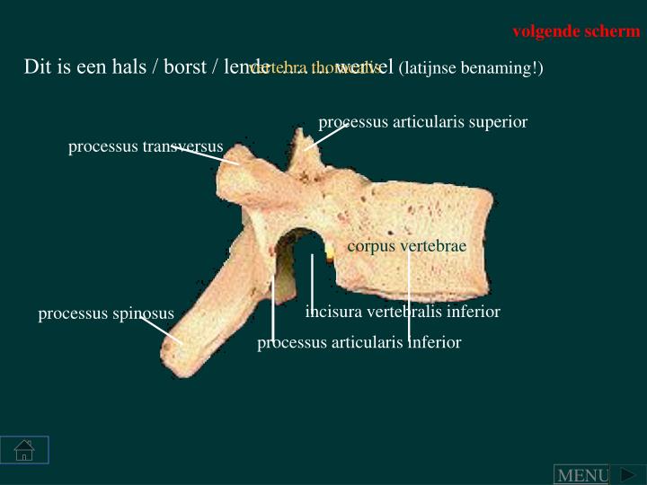 PPT - OSTEOLOGIE PowerPoint Presentation - ID:5090650