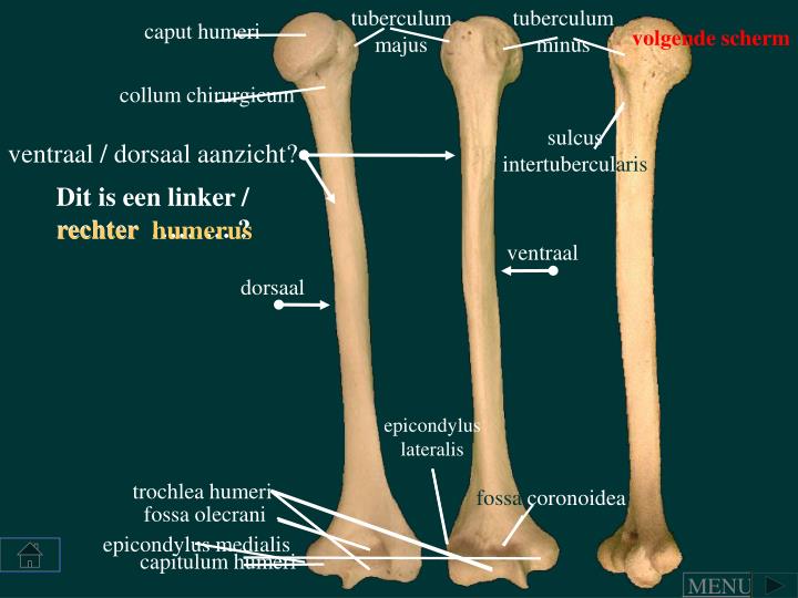 PPT - OSTEOLOGIE PowerPoint Presentation - ID:5090650