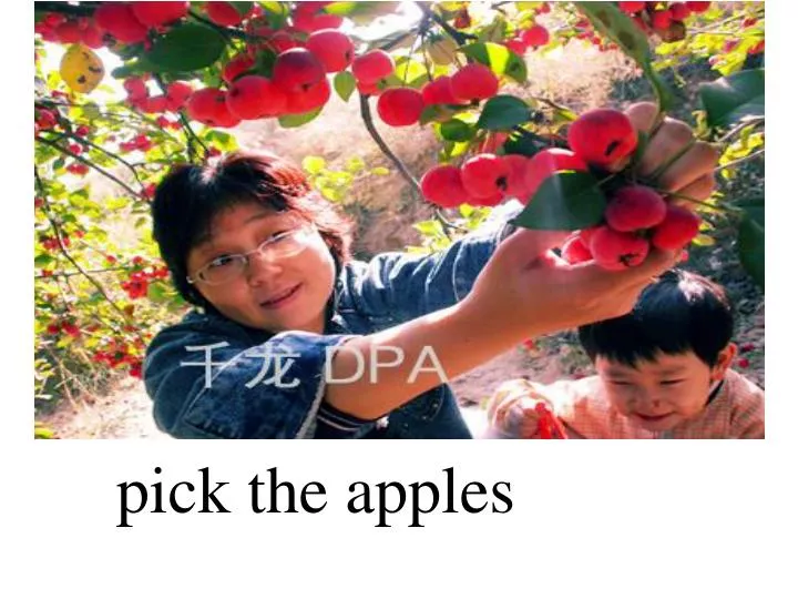 PPT - pick the apples PowerPoint Presentation, free download - ID:5092859
