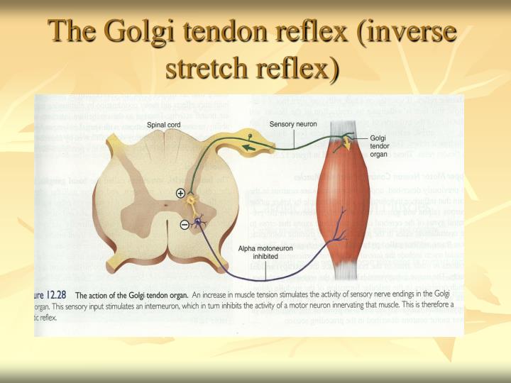 PPT - What is the Stretch Reflex ? PowerPoint Presentation - ID:5096206
