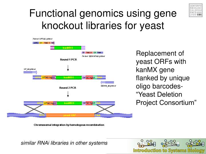 PPT - Introduction to Systems Biology PowerPoint Presentation - ID:5098609