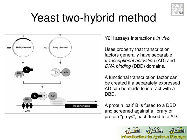 PPT - Introduction to Systems Biology PowerPoint Presentation - ID:5098609