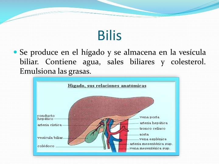 PPT - PROCESOS DIGESTIVOS INGESTIÓN DIGESTIÓN (MECÁNICA-QUÍMICA ...