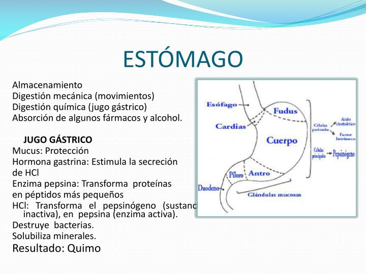 PPT - PROCESOS DIGESTIVOS INGESTIÓN DIGESTIÓN (MECÁNICA-QUÍMICA ...