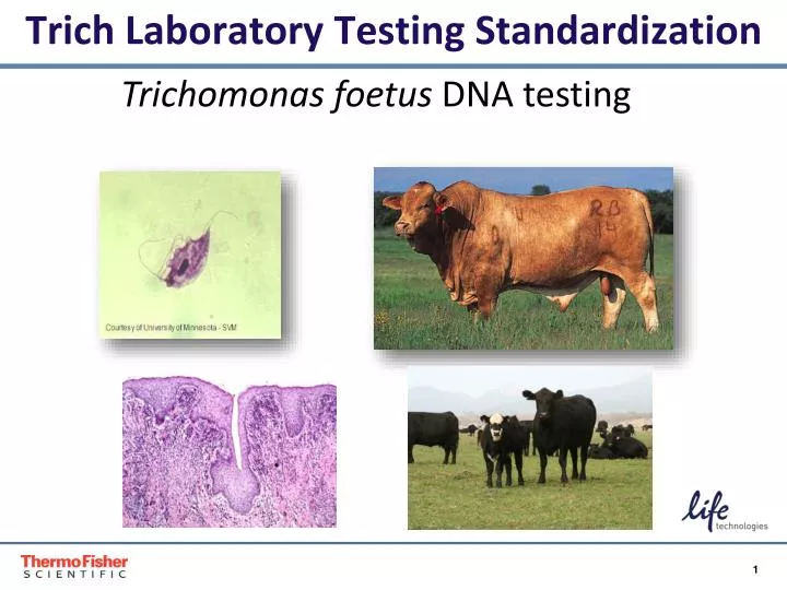 PPT - Trich Laboratory Testing Standardization PowerPoint Presentation ...