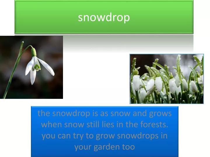 PPT - snowdrop PowerPoint Presentation, free download - ID:5101070