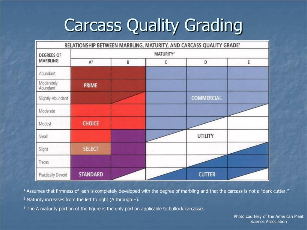 PPT - Beef Carcass Education by Participating in the Juab County Fair ...