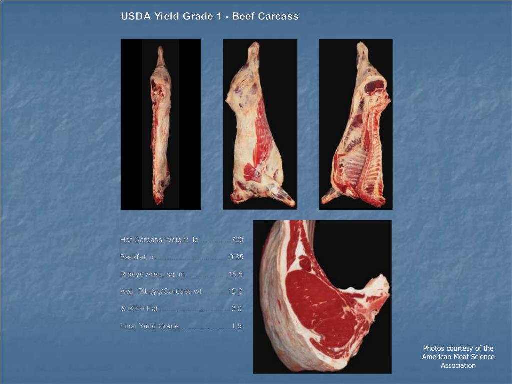 PPT - Beef Carcass Education by Participating in the Juab County Fair ...