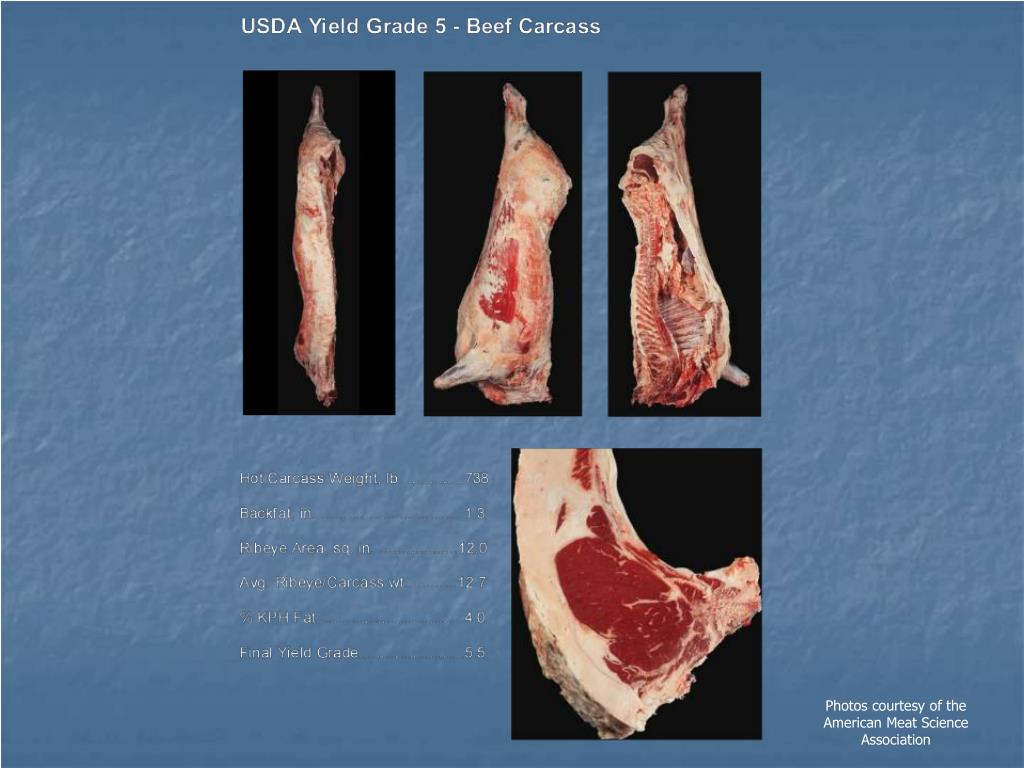 PPT - Beef Carcass Education by Participating in the Juab County Fair ...