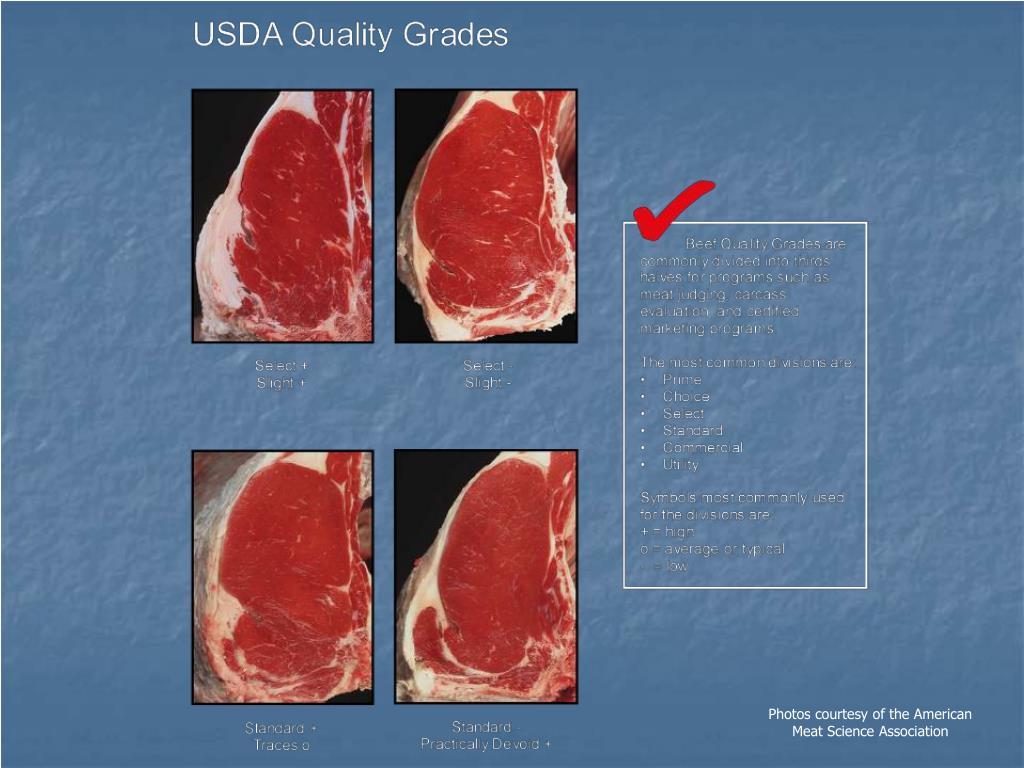 PPT - Beef Carcass Education by Participating in the Juab County Fair ...