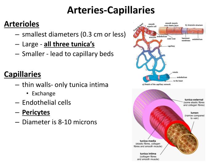 PPT - Blood Vessels PowerPoint Presentation - ID:5102840