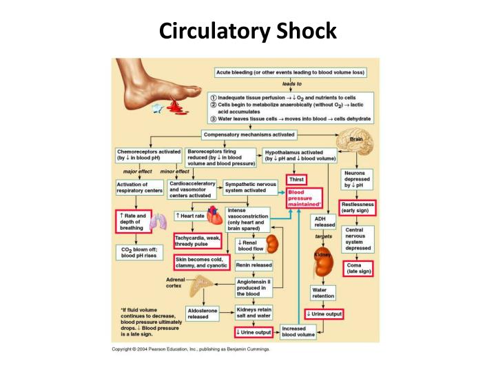 PPT - Blood Vessels PowerPoint Presentation - ID:5102840
