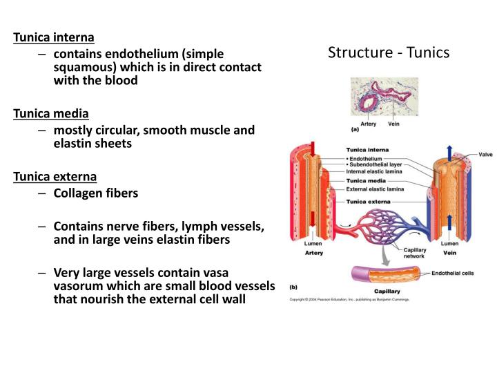 PPT - Blood Vessels PowerPoint Presentation - ID:5102840