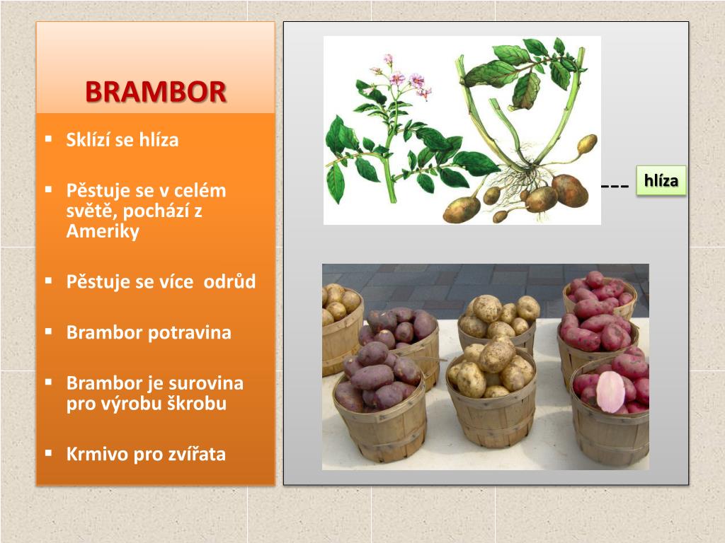 PPT - OKOPANINY DRUHY VÝZNAM PowerPoint Presentation, free download ...