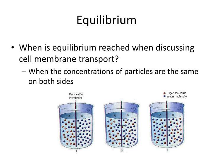 PPT - Chapter 7.3 Cell Transport PowerPoint Presentation - ID:5105035