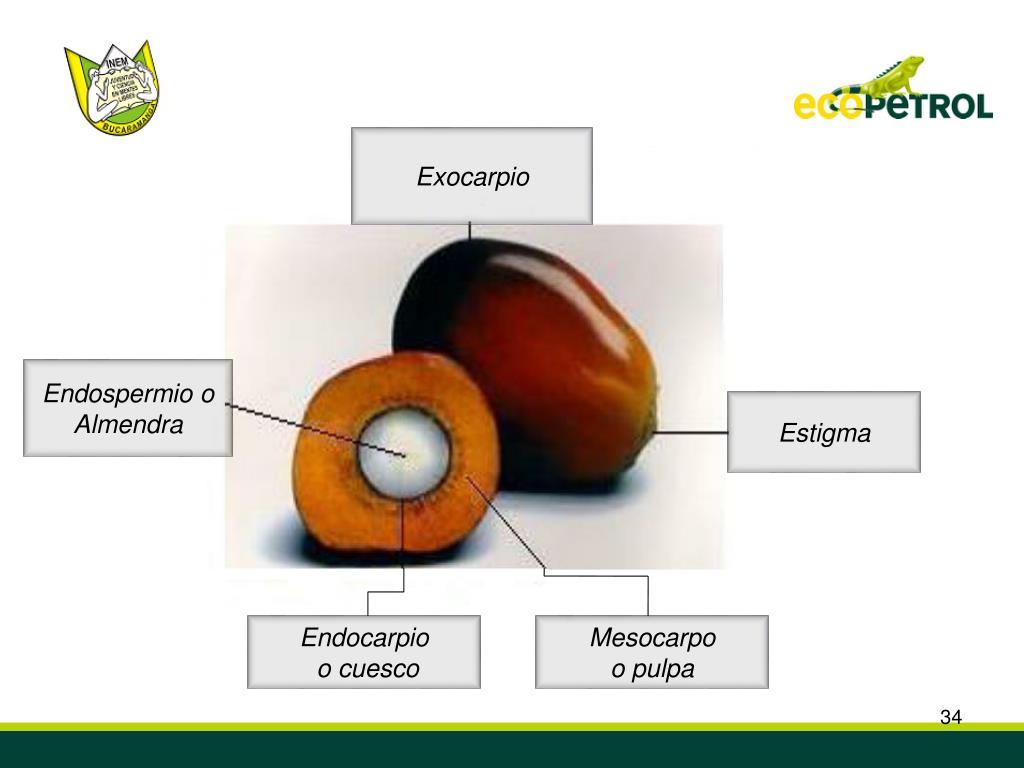 PPT - Semillero de Investigación en Biocombustibles, Energía y ...