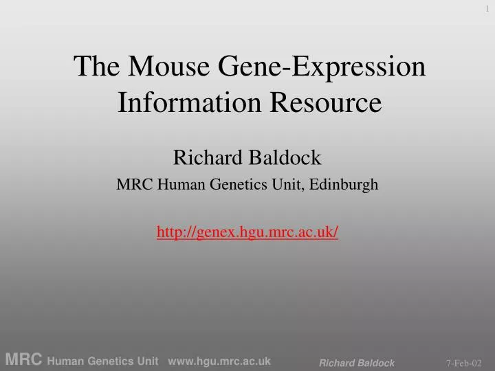 PPT - The Mouse Gene-Expression Information Resource PowerPoint ...