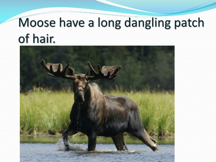 PPT - M oose PowerPoint Presentation - ID:5113607